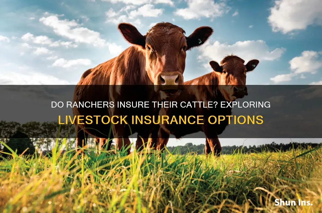 Do Ranchers Insure Their Cattle? Exploring Livestock Insurance Options ...