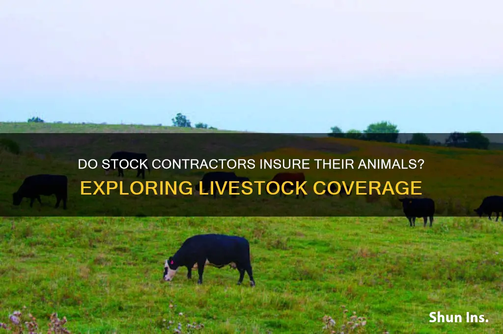 Do Stock Contractors Insure Their Animals? Exploring Livestock Coverage ...