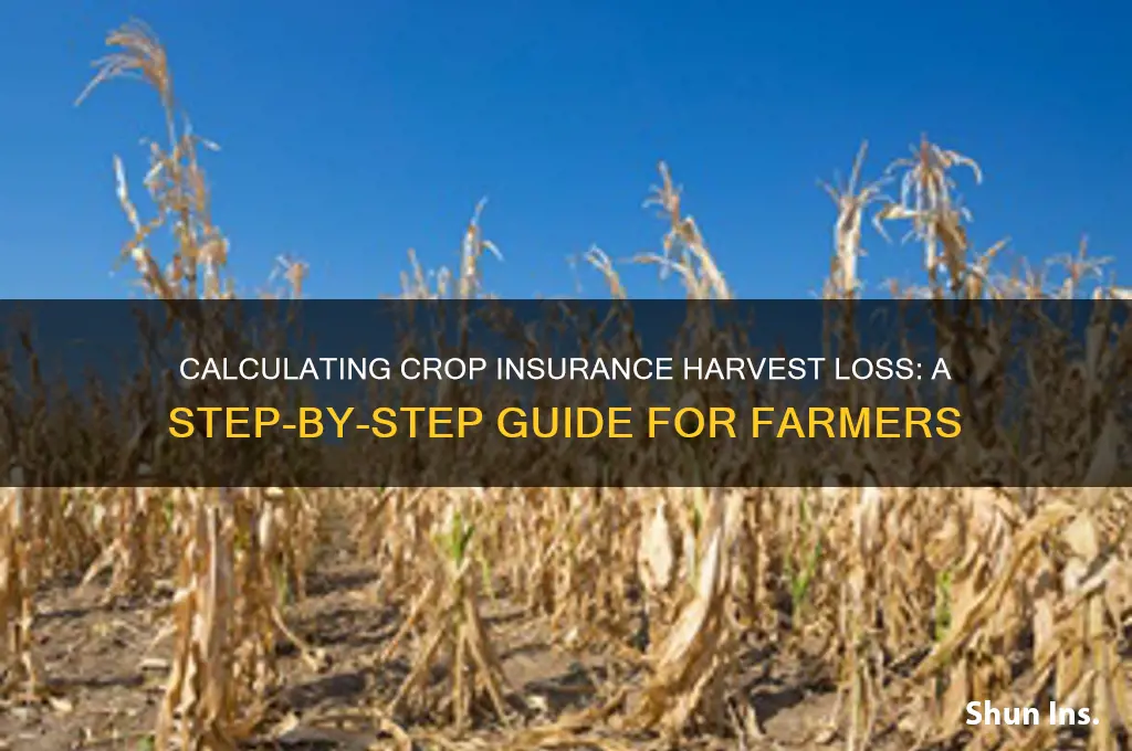 Calculating Crop Insurance Harvest Loss: A Step-By-Step Guide For ...