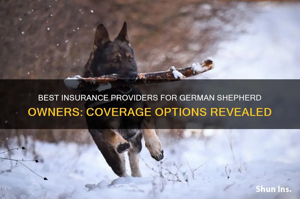 Best Insurance Providers For German Shepherd Owners: Coverage Options ...